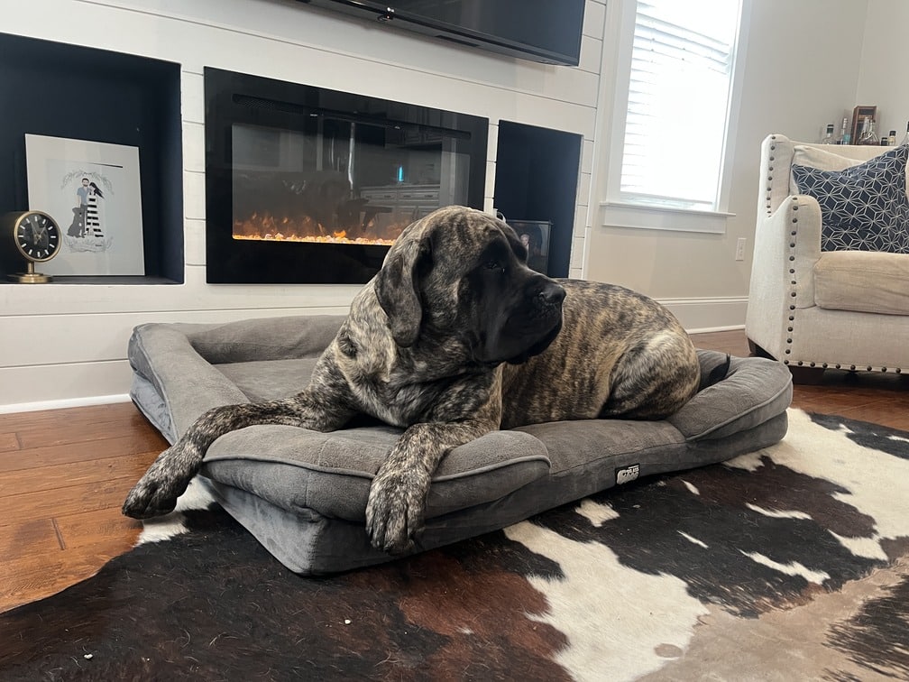 Big Ass Bolster Bed - Orthopedic Dog Bed – Big Ass Dog Company